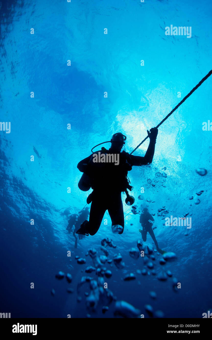 Divers Silhouetted on Ascent Line Stock Photo - Alamy