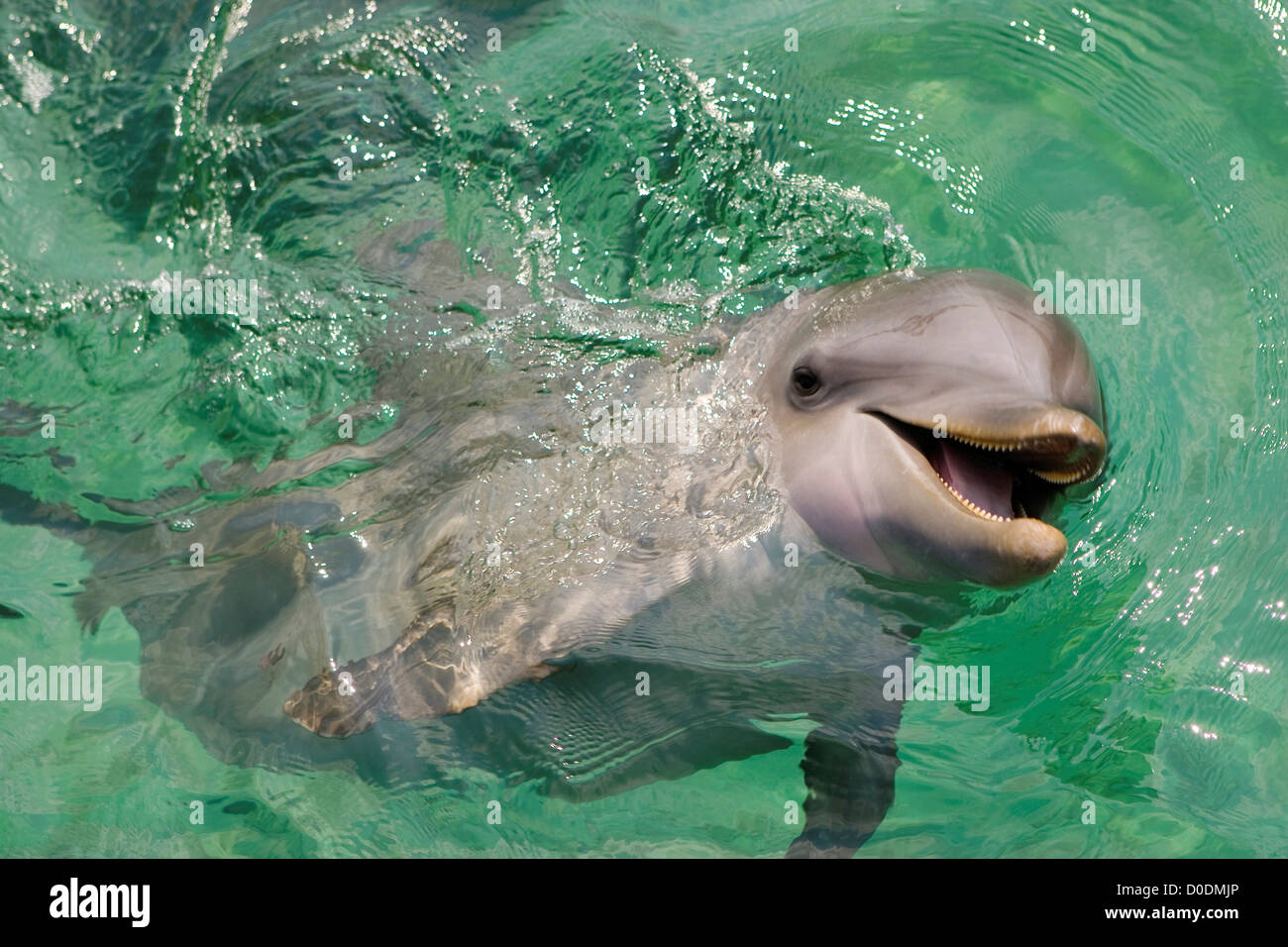 Atlantic Bottlenose Dolphin, Roatan, Honduras Stock Photo - Alamy