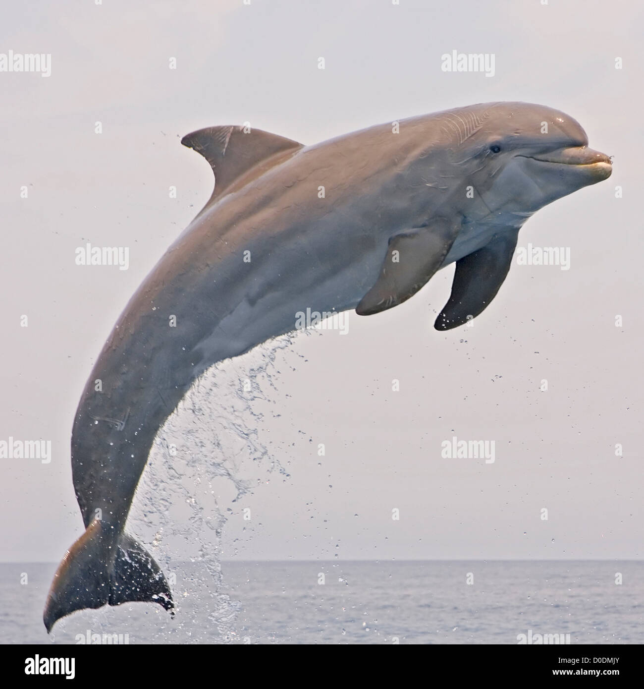 Atlantic Bottlenose Dolphin Leaping into Mid-Air, Roatan, Honduras ...