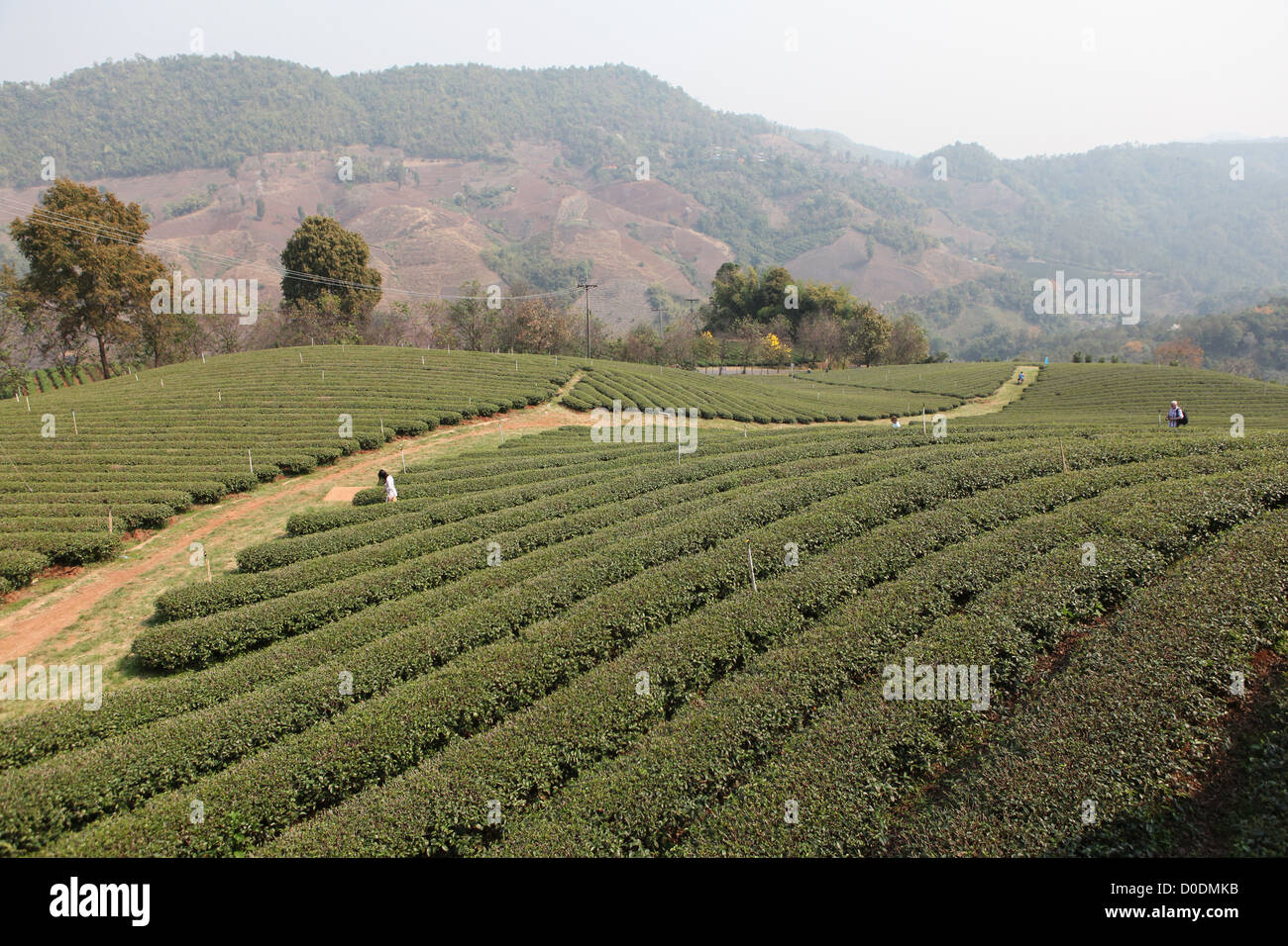 101 Tea Plantation, Oolong tea plantation in Mae Salong, Santikhiri ...