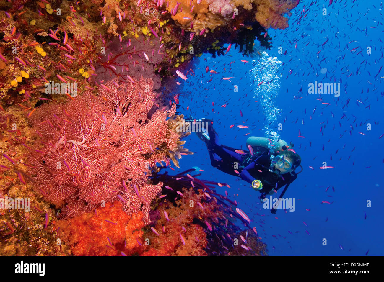 Scuba Diver Explores Vibrant Marine Life Stock Photo - Alamy