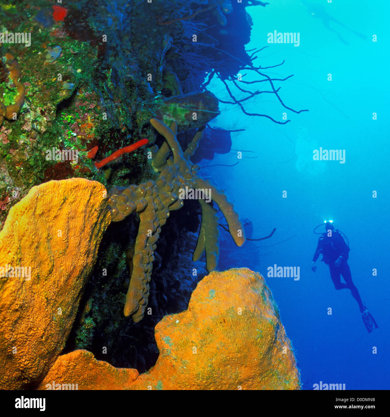 Scuba Diver During Wall Dive in the Cayman Islands Stock Photo - Alamy