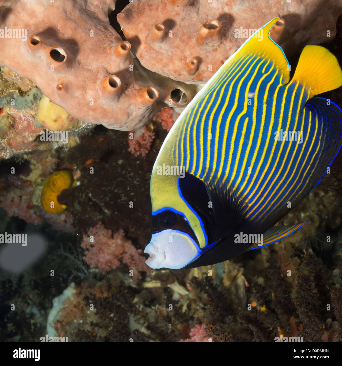 Underwater View of Emperor Angelfish, Indonesia Stock Photo - Alamy