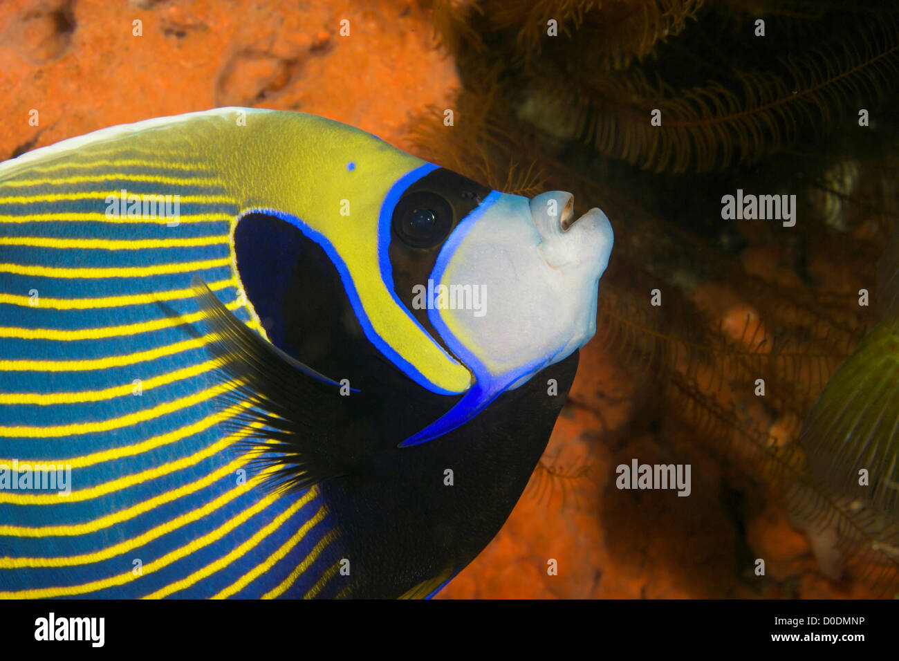 Underwater Closeup of Emperor Angelfish, Bali, Indonesia Stock Photo ...