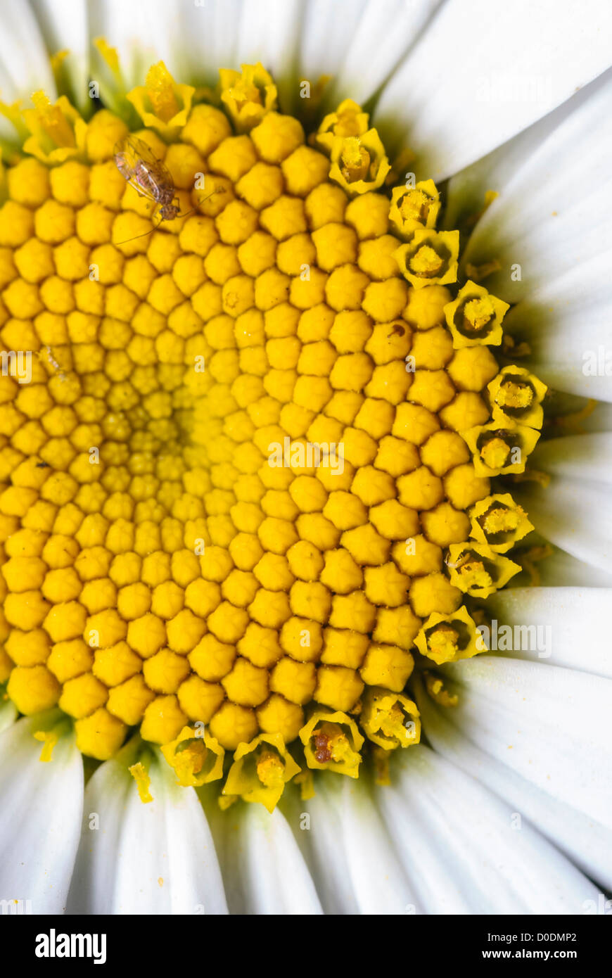 Collembola sp hi-res stock photography and images - Alamy