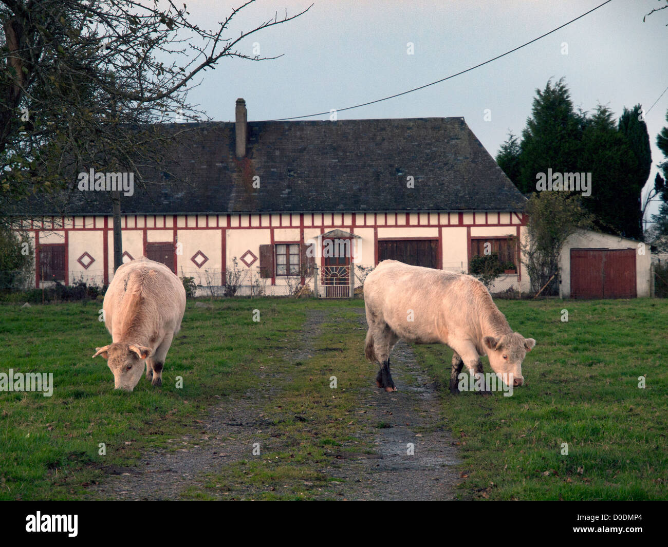 French charolais cows hi-res stock photography and images - Alamy