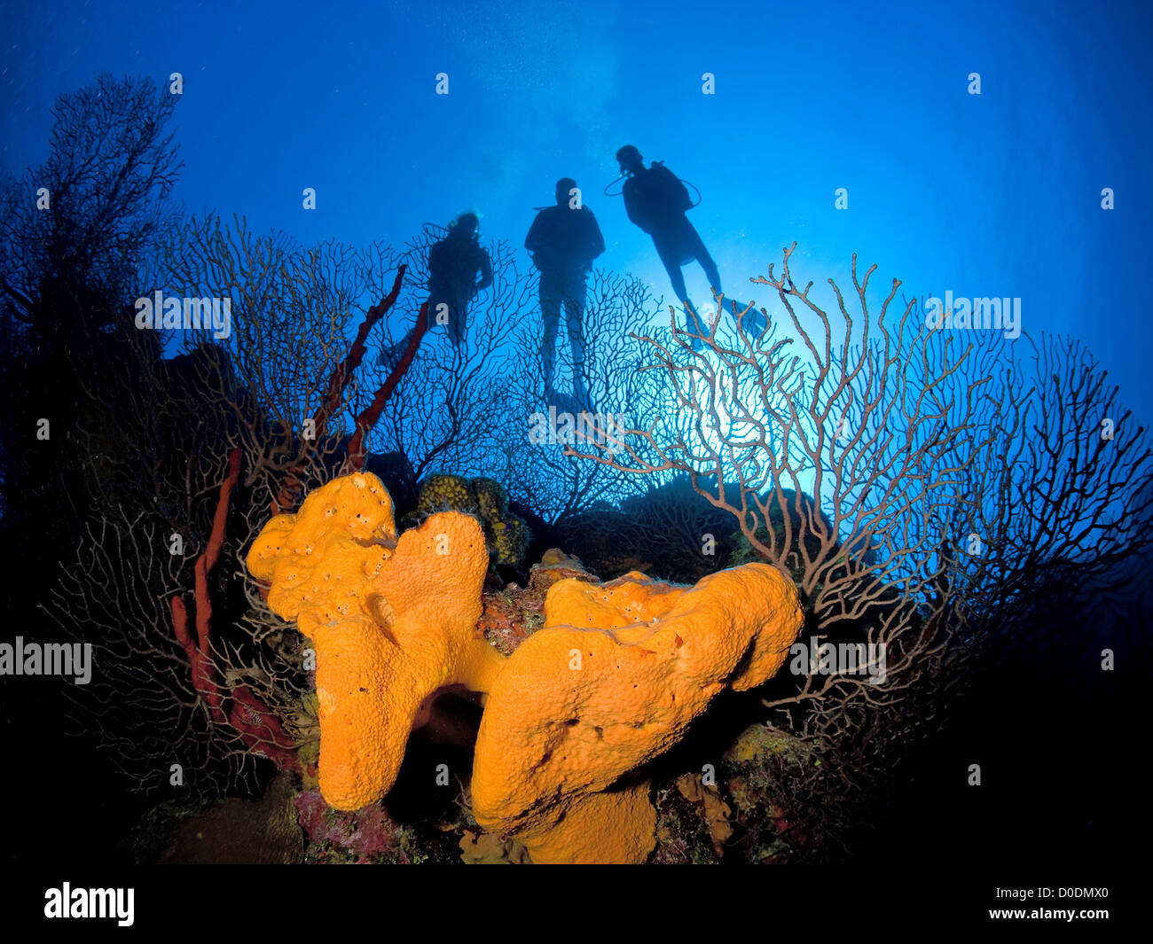 Diving Off Grand Cayman Stock Photo - Alamy