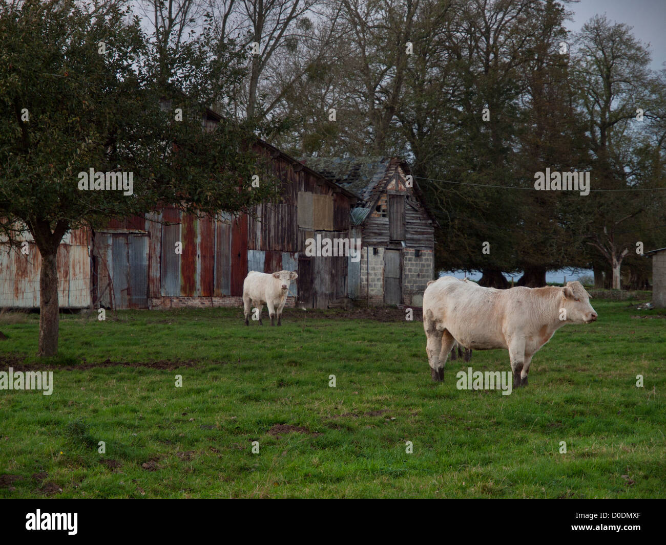 France cattle normandy hi-res stock photography and images - Alamy