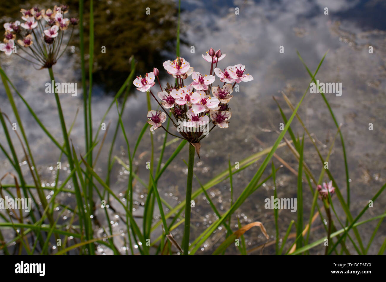 Flowering-rush (Butomus umbellatus) by lakes near coast at Weymouth ...