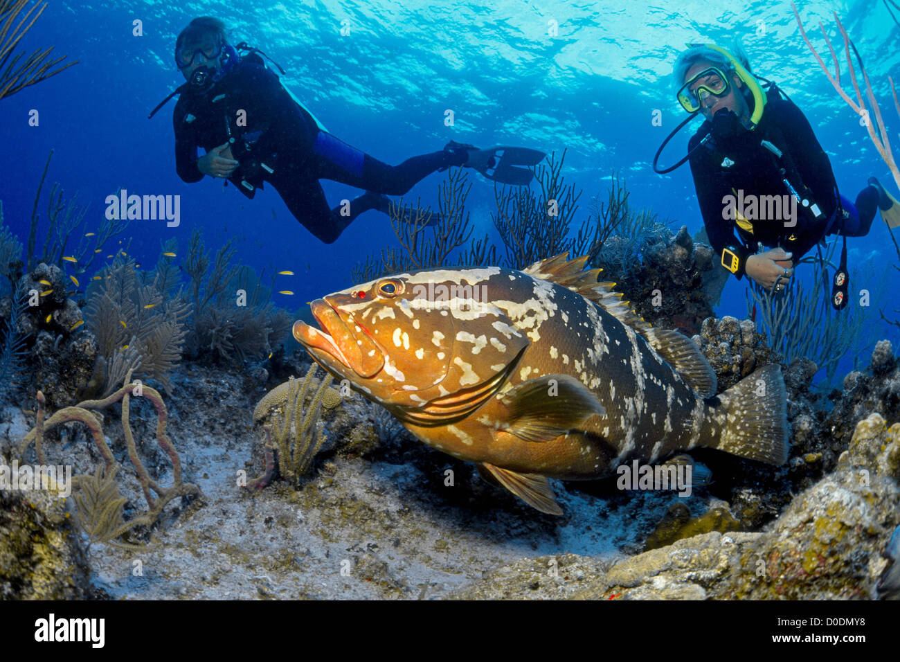Scuba Divers with Nassau Grouper Stock Photo - Alamy