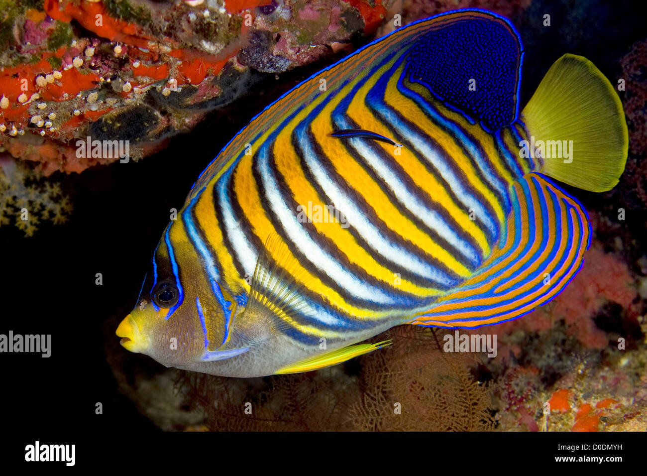 Regal Angelfish on Coral Reef Stock Photo - Alamy