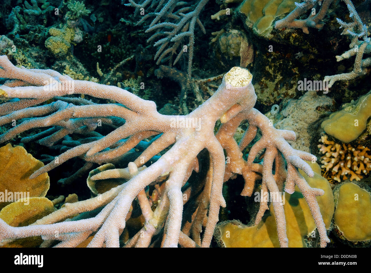 Coral damage great barrier reef hi-res stock photography and images - Alamy