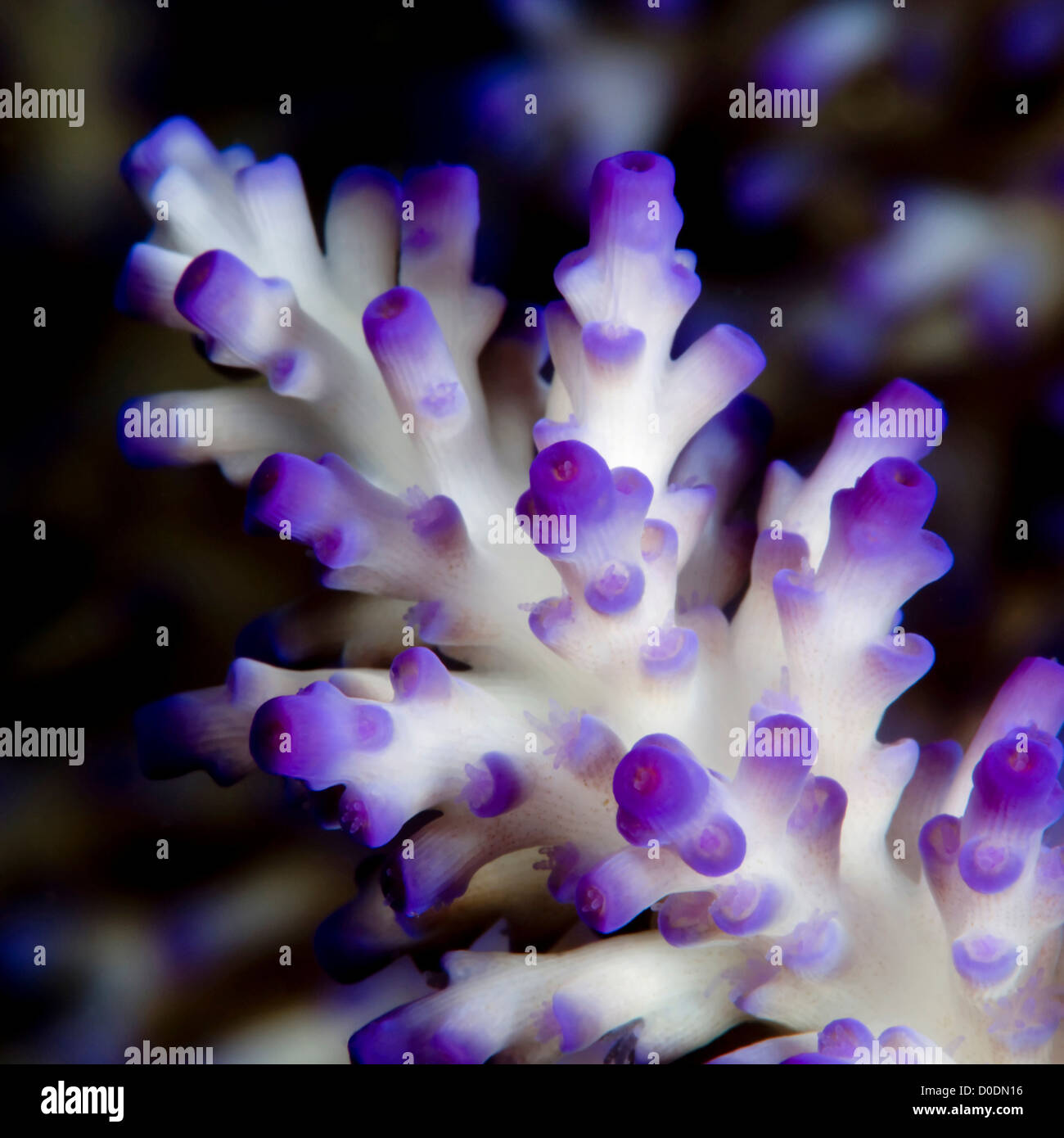 Extreme Close-up of Coral Polyps Stock Photo - Alamy