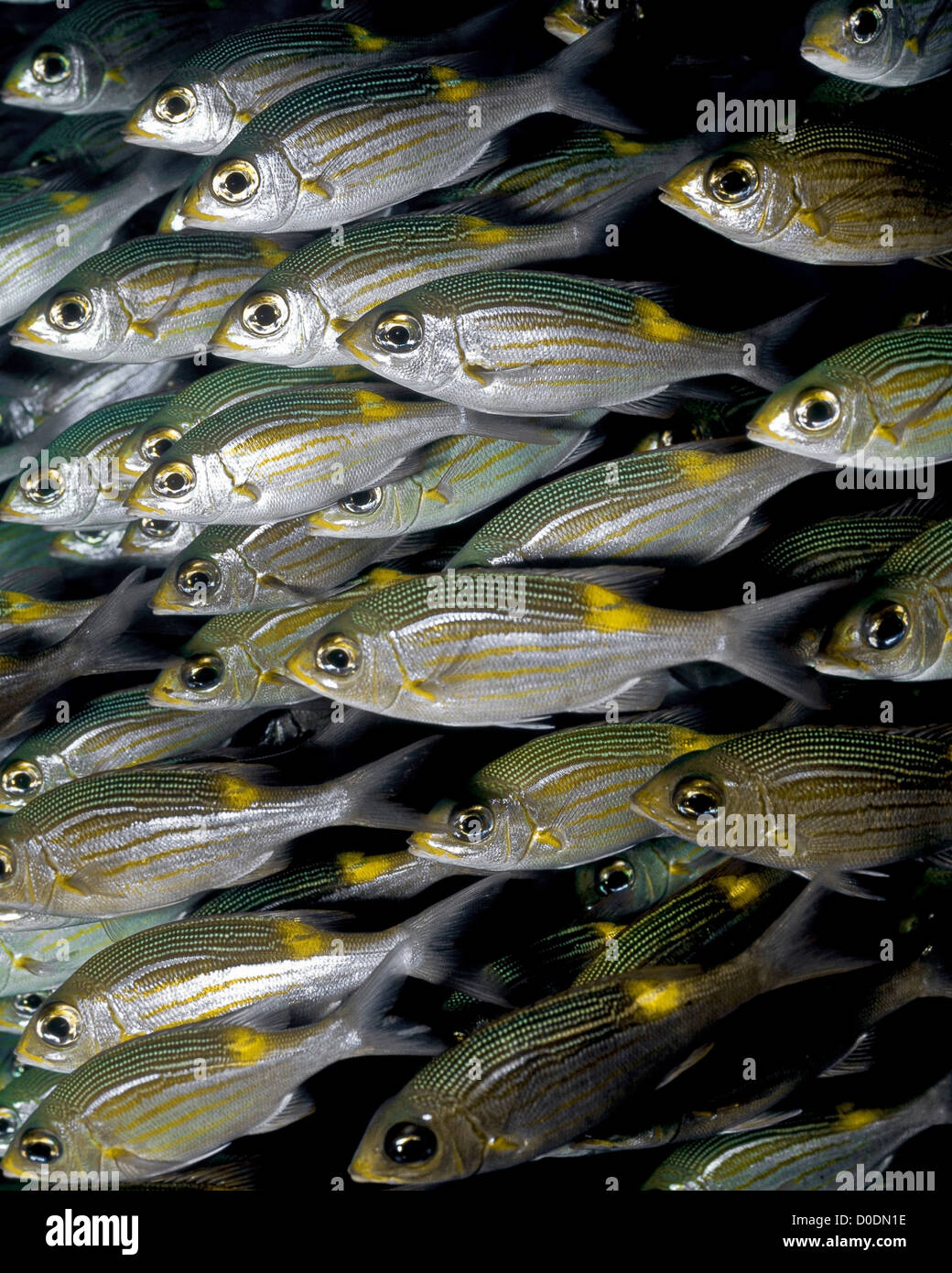 School of Gold-Lined Sea Bream Stock Photo - Alamy