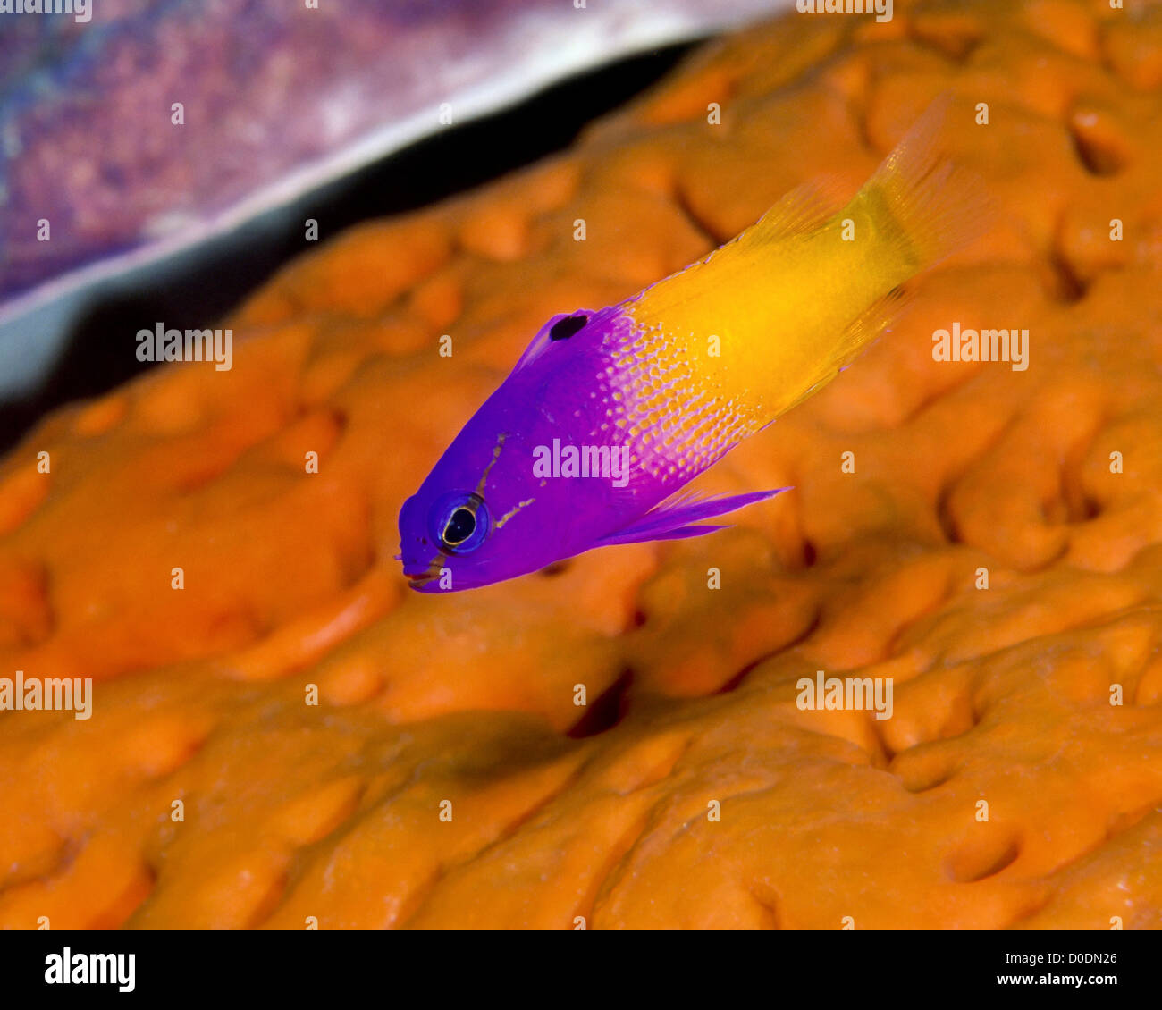 Orange Sponge Behind Fairy Basslet Stock Photo - Alamy