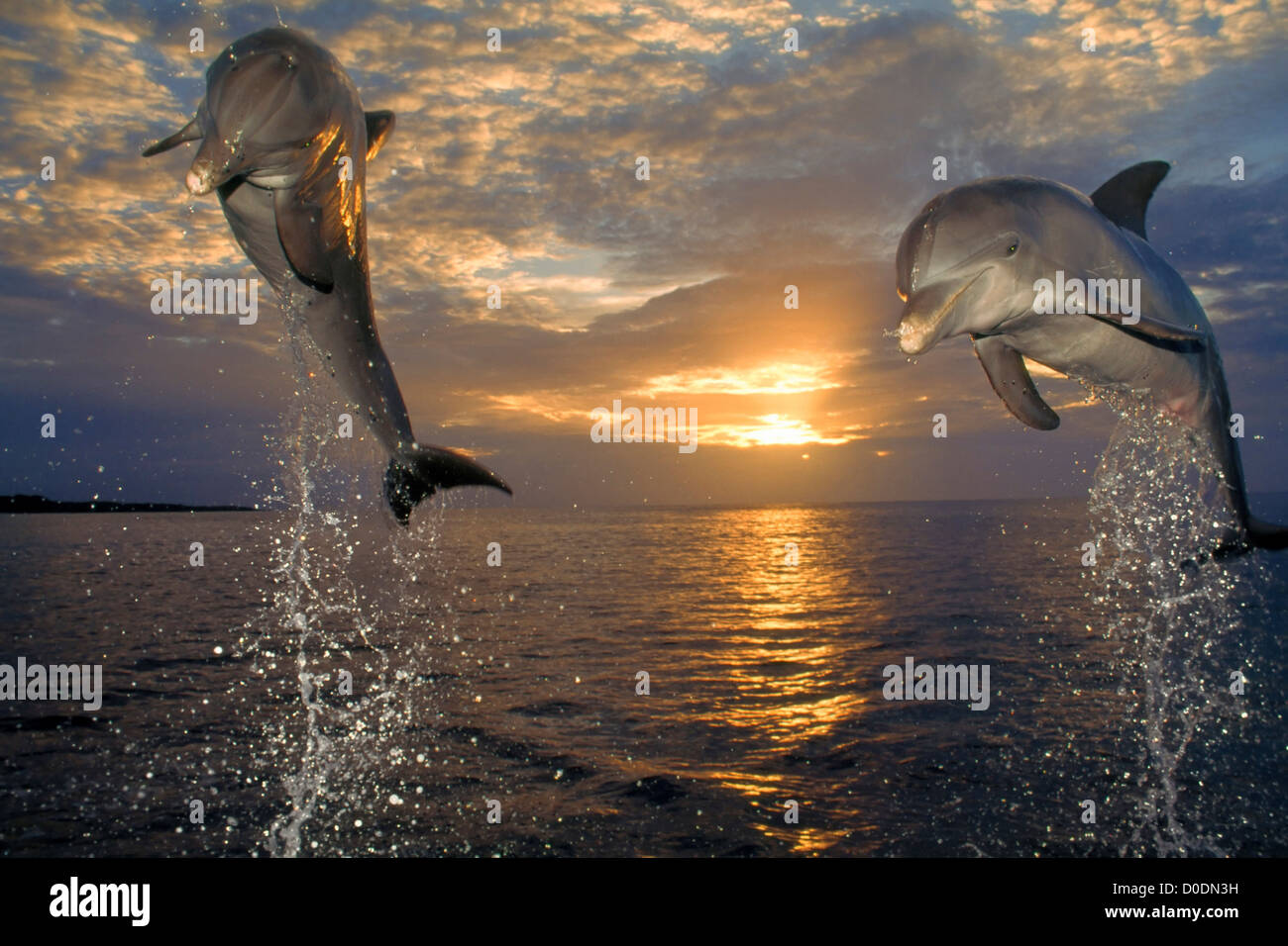 Bottlenose dolphin jumping in the air hi-res stock photography and ...