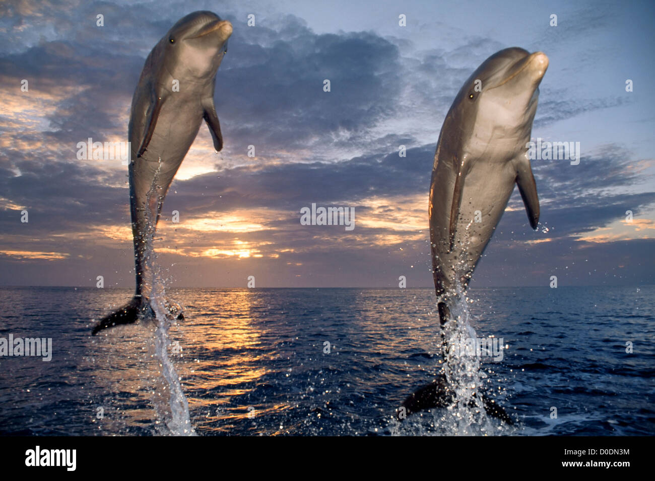 Dolphins in Mid-Air Stock Photo - Alamy
