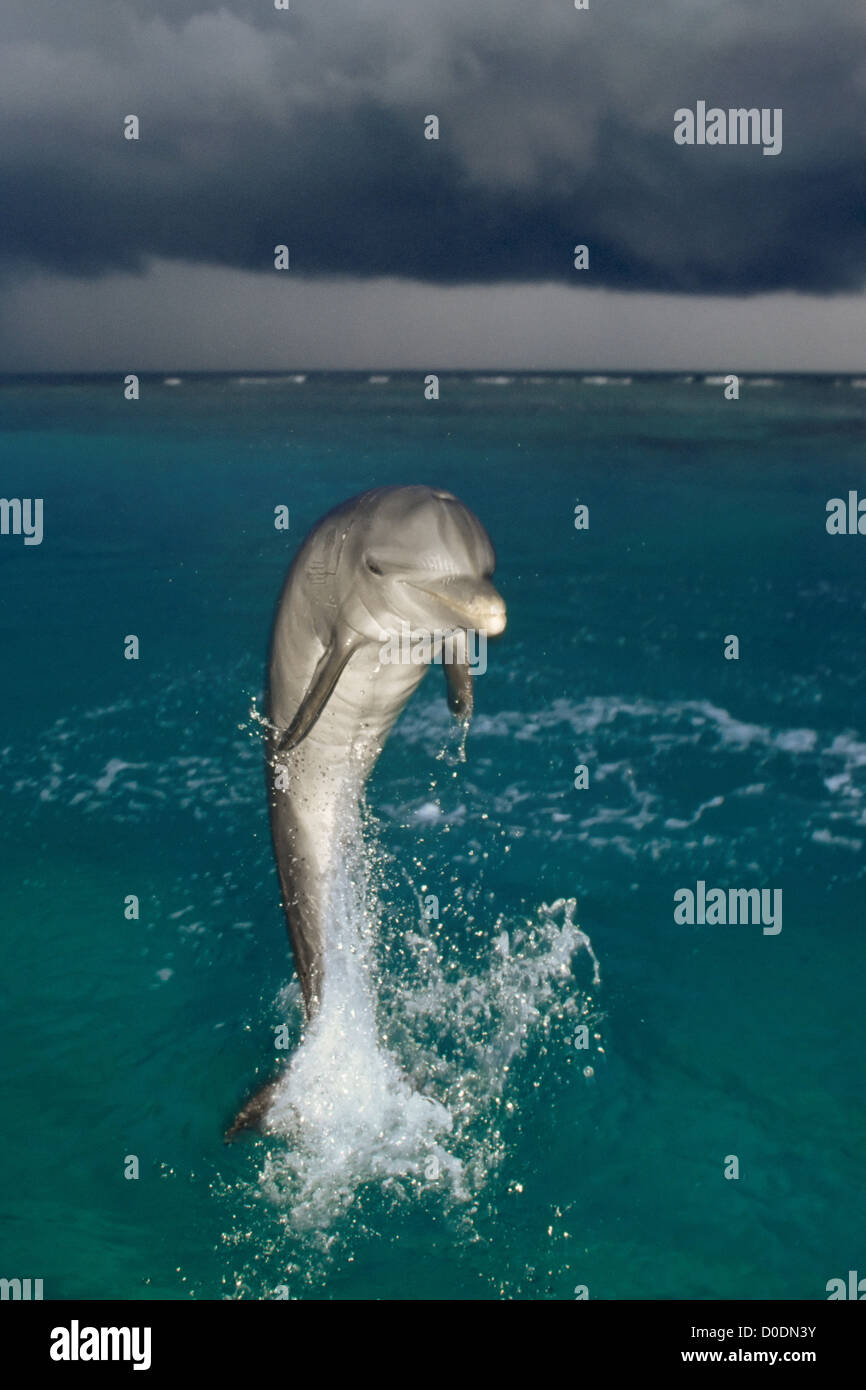 Dolphin in Mid-Air Stock Photo - Alamy