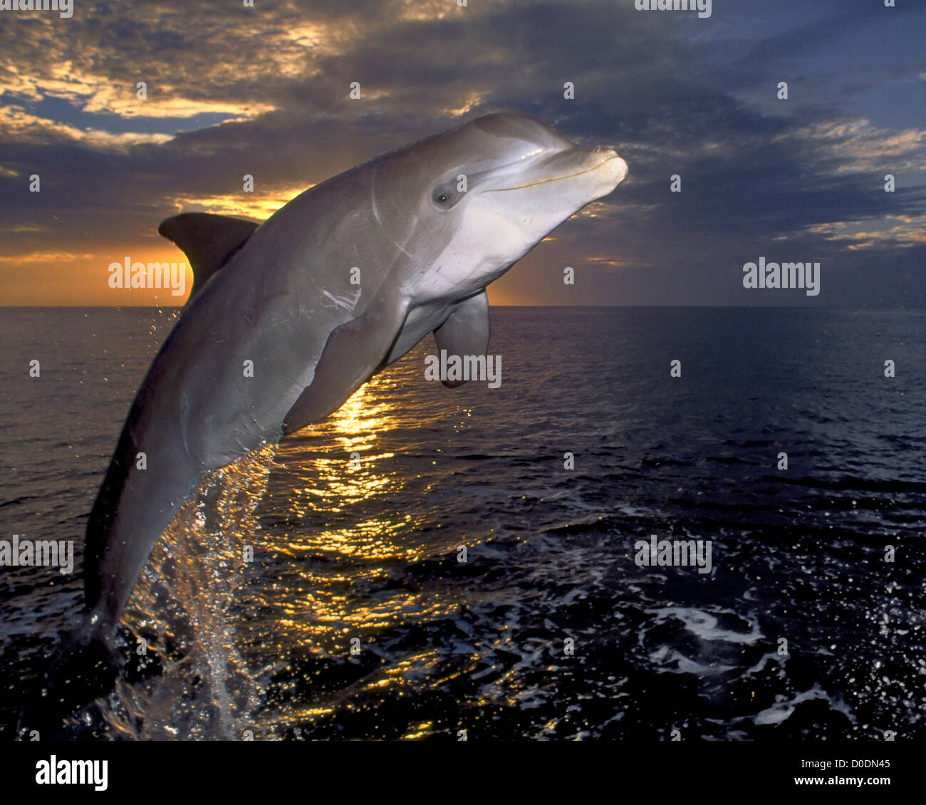 Dolphin in Mid-Air Stock Photo - Alamy