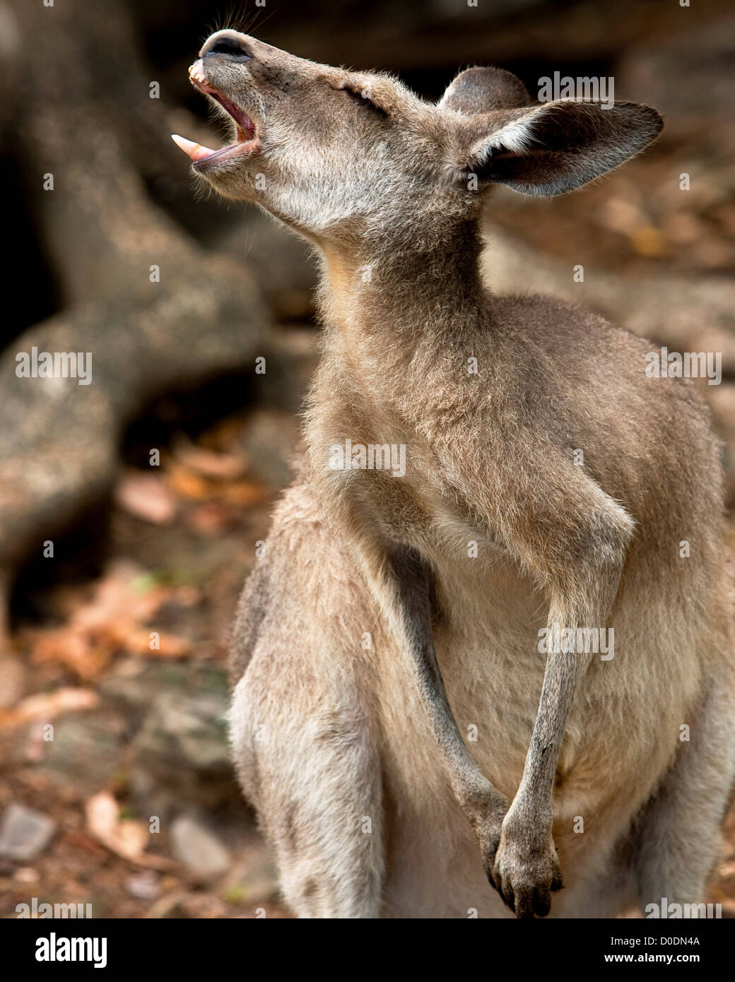 Call of a an Eastern Grey Kangaroo Stock Photo - Alamy