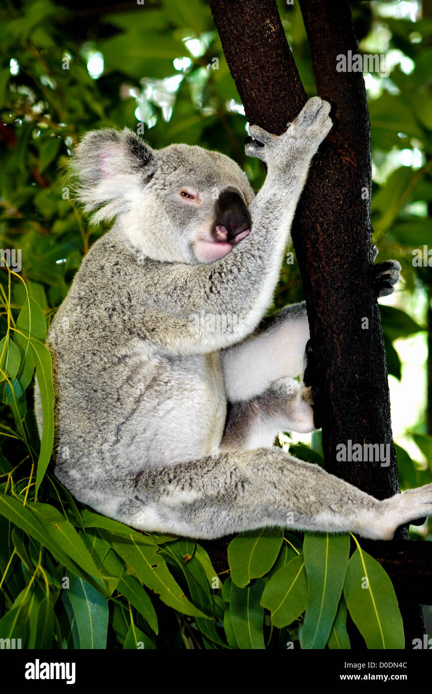 Koala in Eucalyptus Tree Stock Photo - Alamy