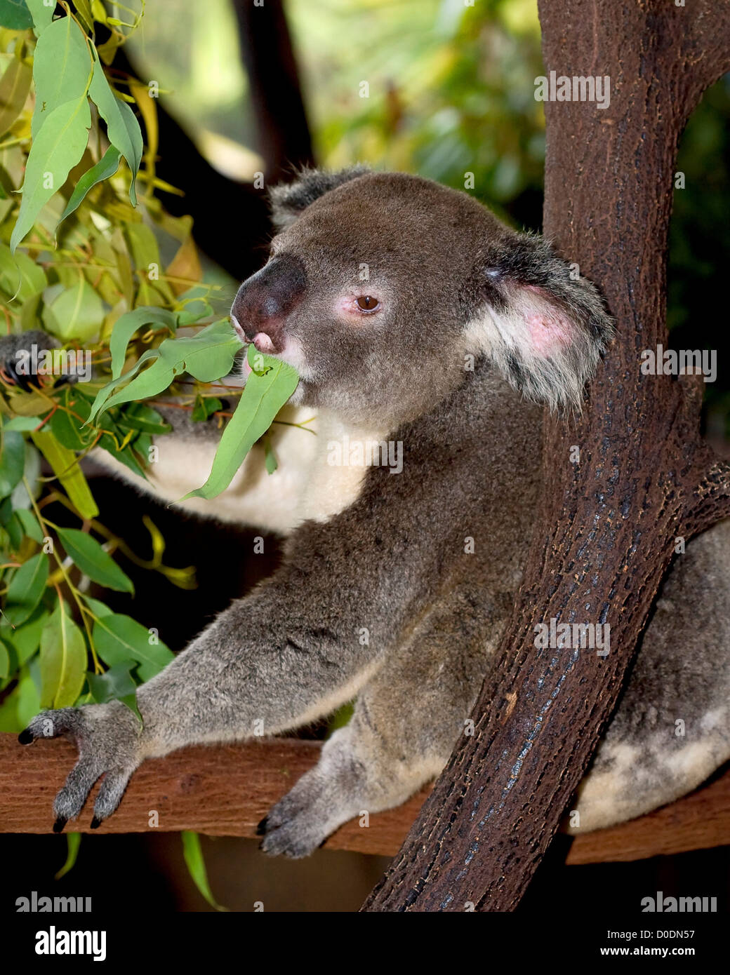 Koala in Eucalyptus Tree Stock Photo - Alamy