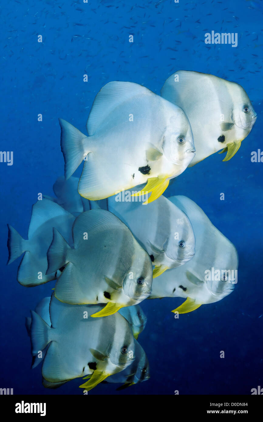 Longfin batfish raja ampat hi-res stock photography and images - Alamy