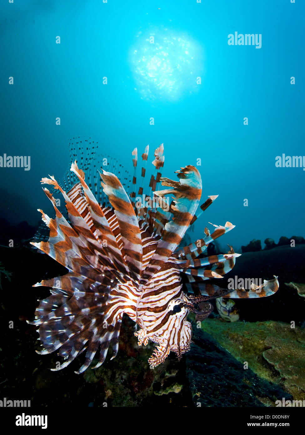 Indo pacific common lionfish hi-res stock photography and images - Alamy