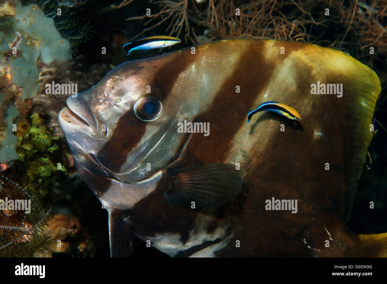 Pinnate Spadefish at Cleaning Station Stock Photo - Alamy