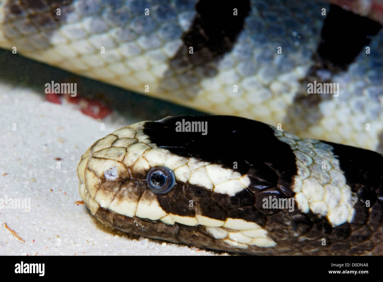 Banded Sea Krait Stock Photo - Alamy