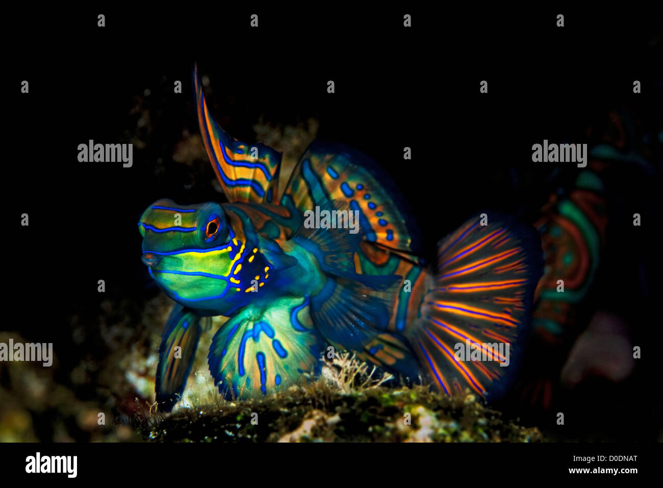 Psychedelic Mandarinfish High Resolution Stock Photography and Images ...