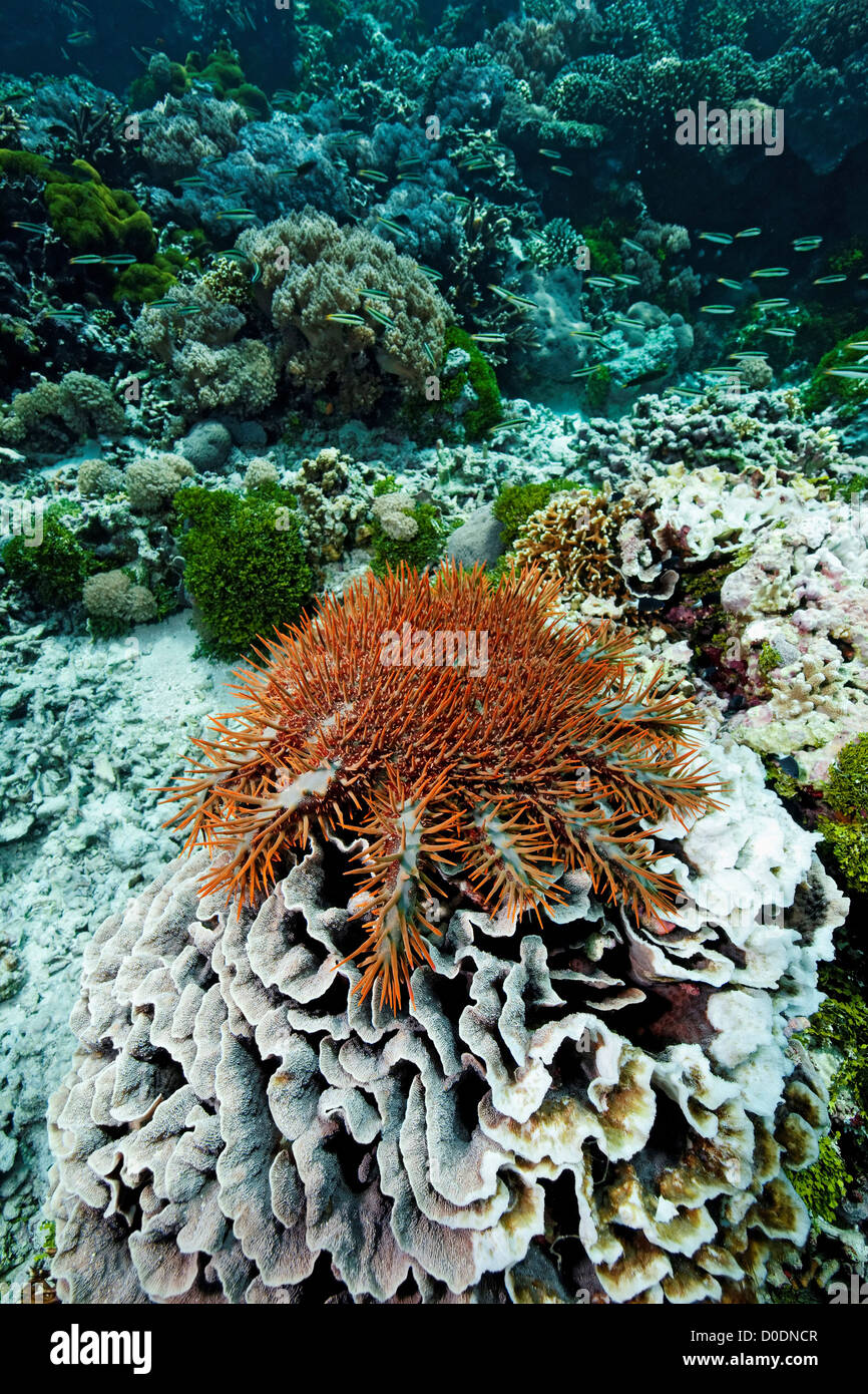 Venomous starfish hi-res stock photography and images - Alamy