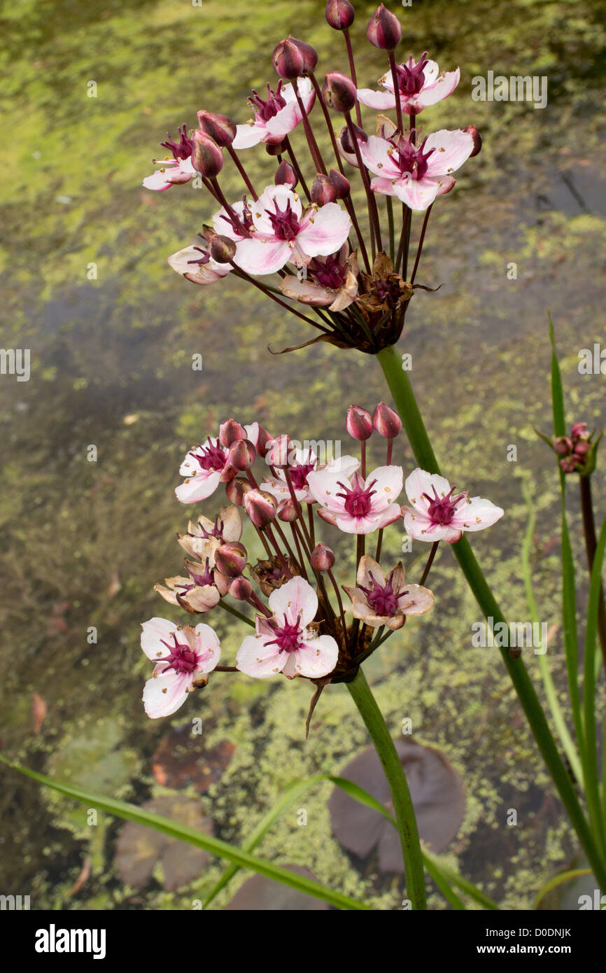 Flowering-rush (Butomus umbellatus) by lakes near coast at Weymouth ...
