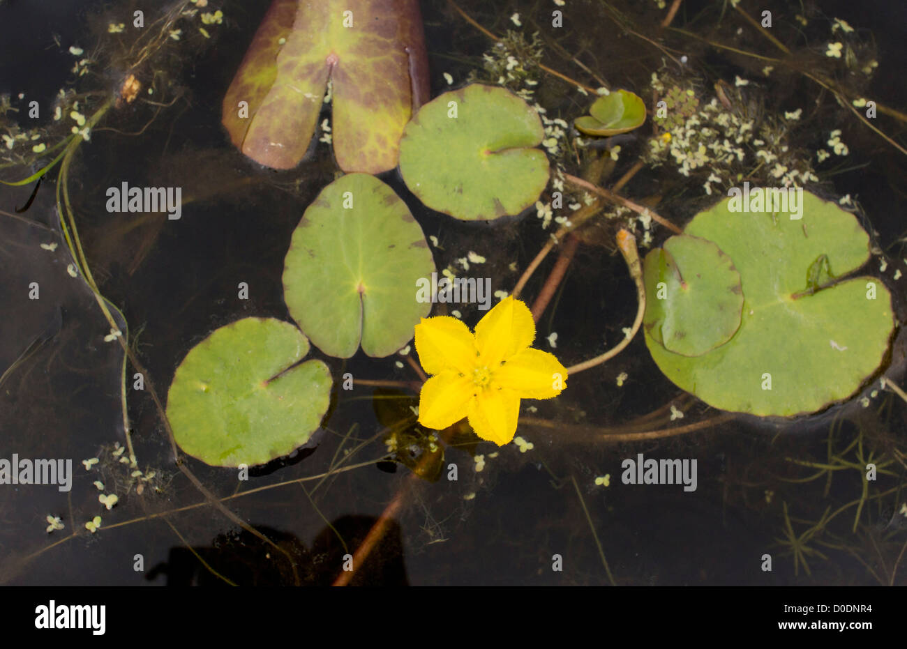 Fringed Water-lily (Nymphoides peltata) in flower, lake at Weymouth ...