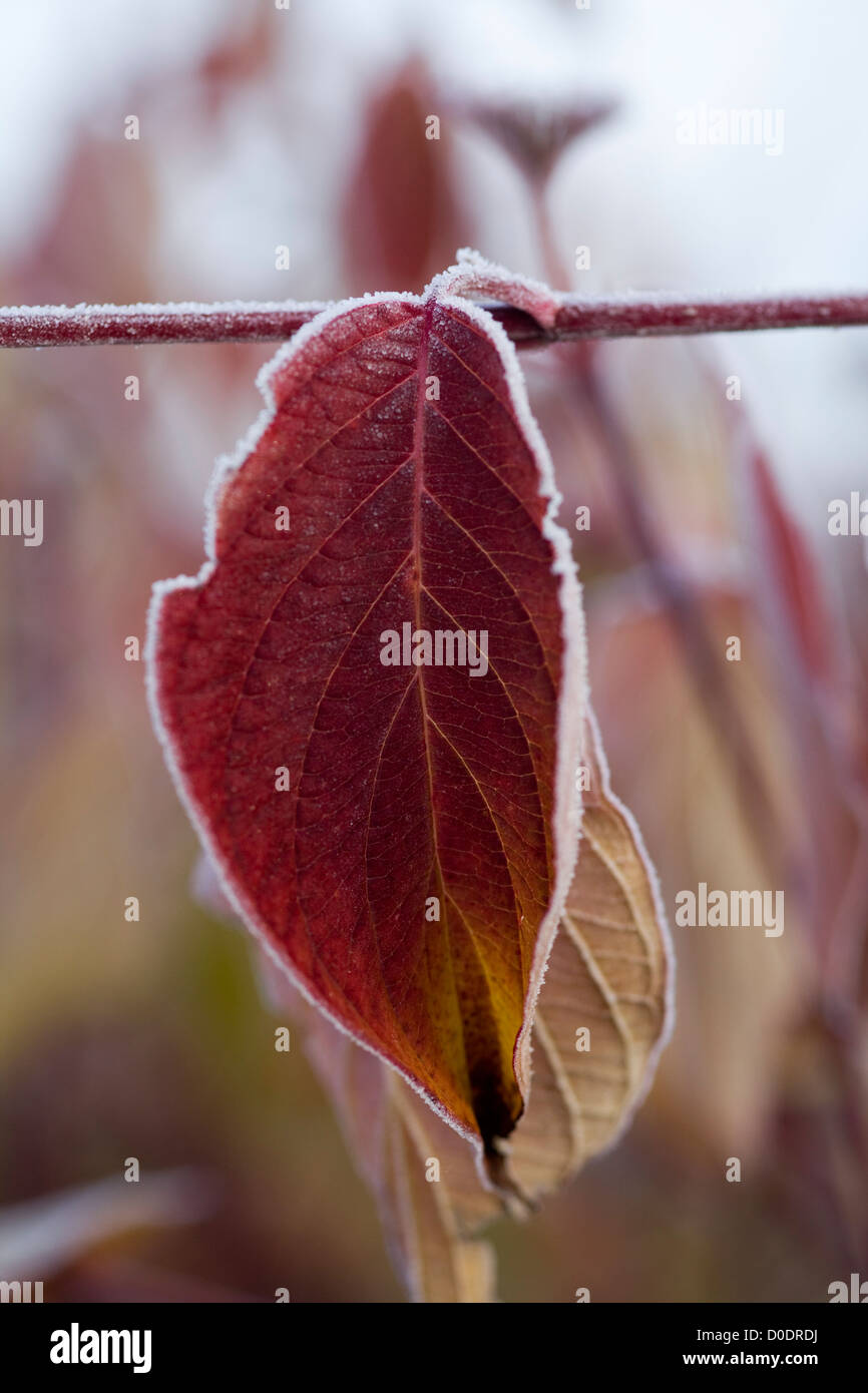 Leaf edged with the November Frost Stock Photo - Alamy