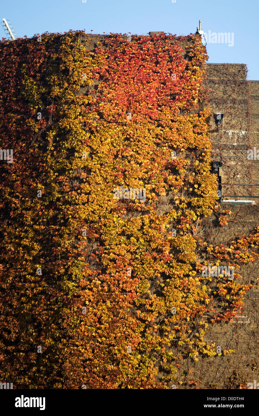 Autumn Leaves growing on a building with blue sky Stock Photo - Alamy