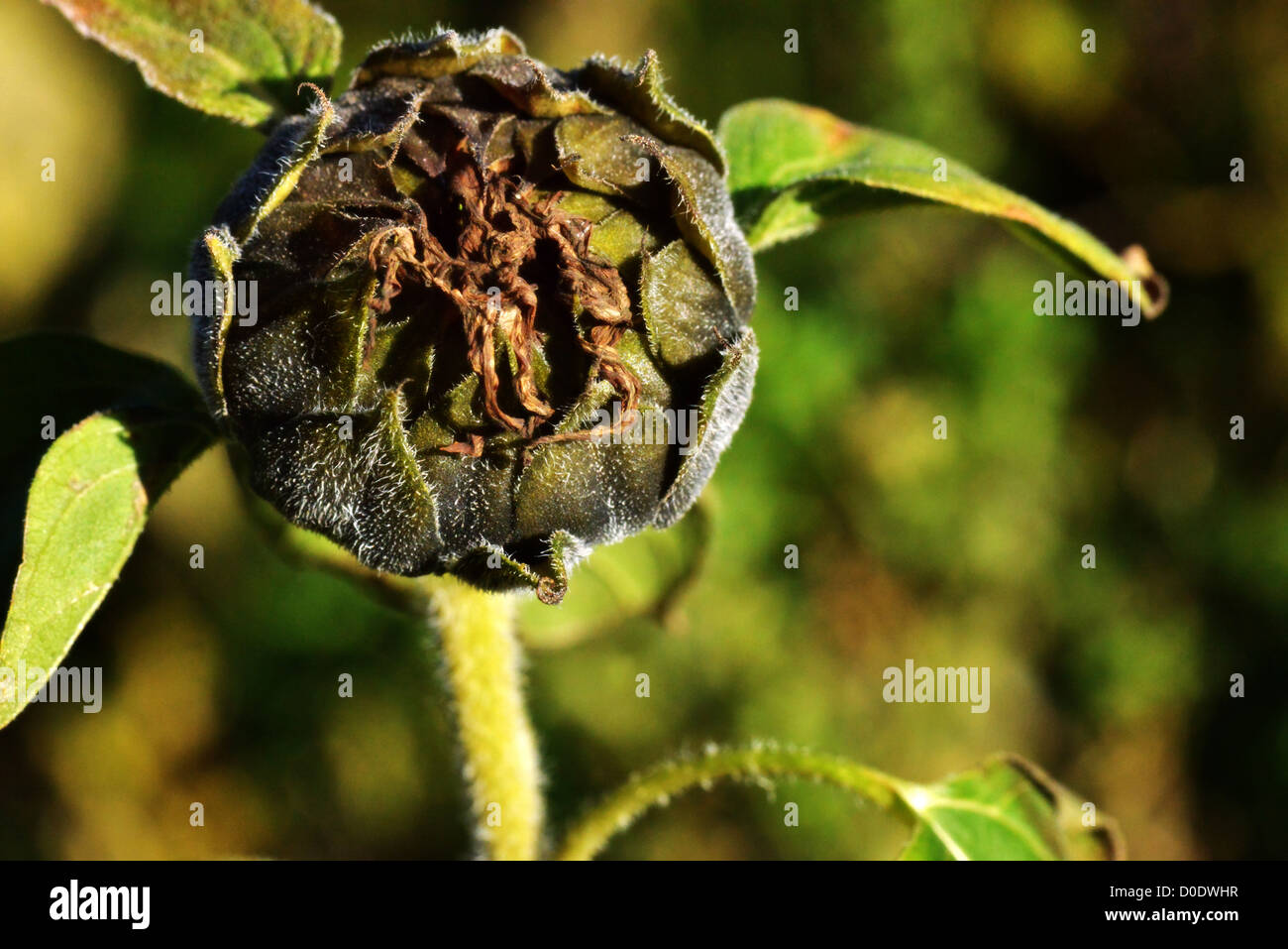 Old sunflower hi-res stock photography and images - Alamy