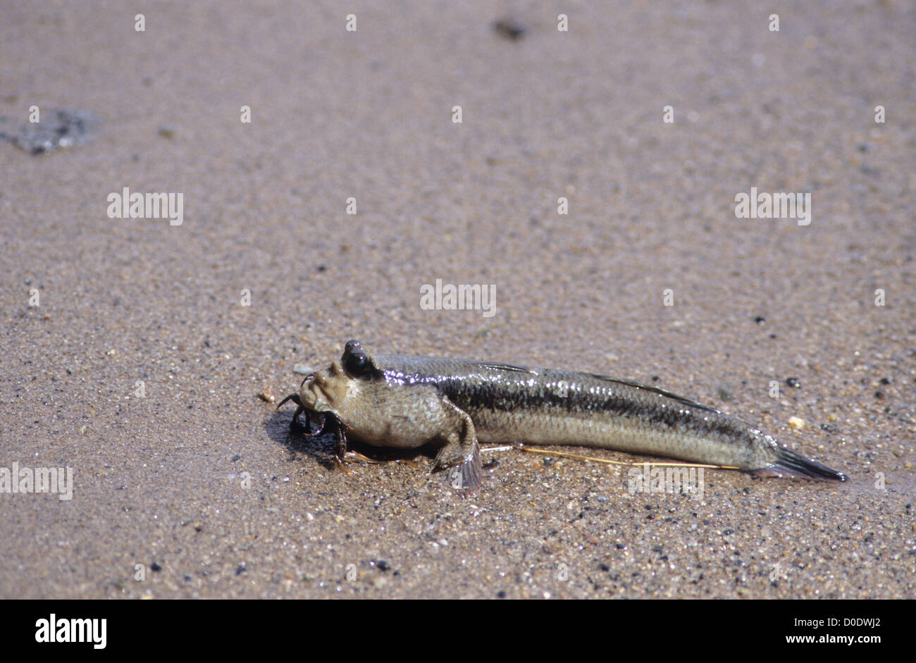 Wildlife, a mudskipper with crab in mouth on beach. Cairns, Queensland ...