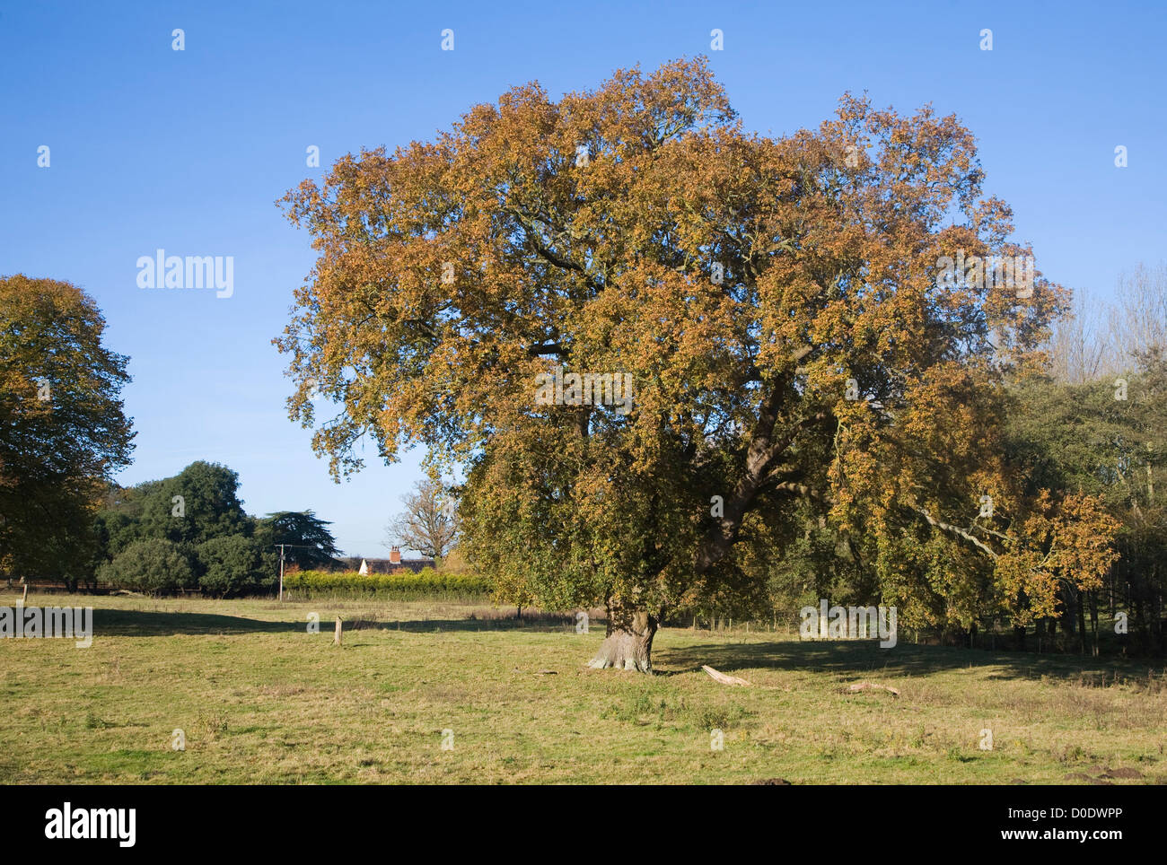 Standing field england hi-res stock photography and images - Alamy