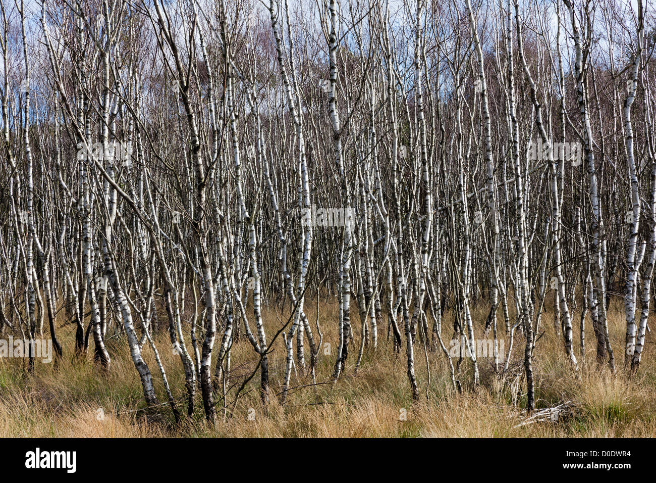 Silver Birch coppice near Snettisham, Norfolk, UK, in the morning sun ...