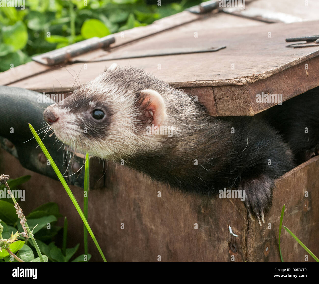 Polecat ferret climbing out of the box used for transporting ferrets ...
