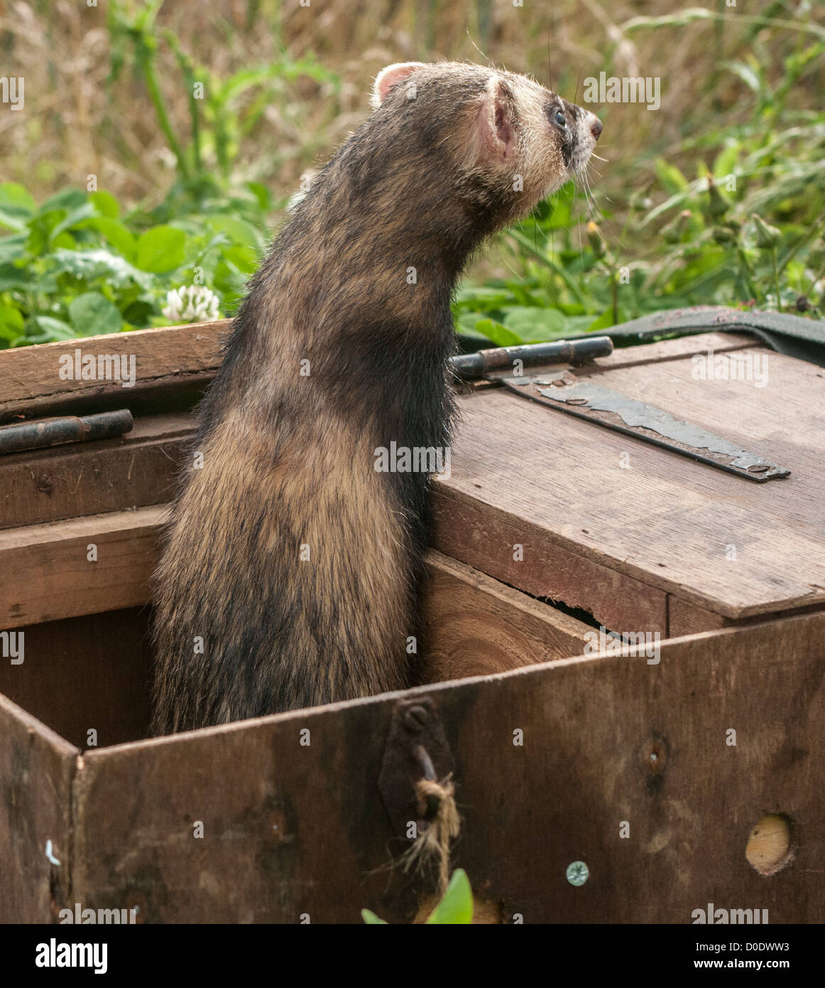 Handling Ferret Stock Photos & Handling Ferret Stock Images - Alamy