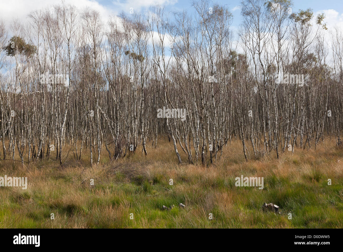 Silver Birch coppice near Snettisham, Norfolk, UK, in the morning sun ...