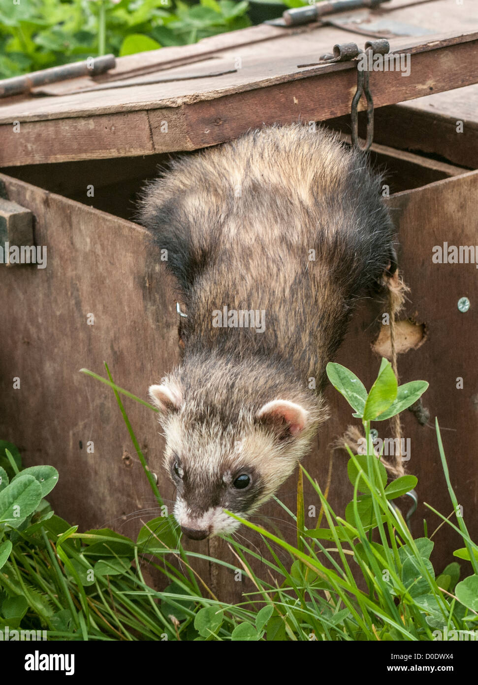 Polecat ferret climbing out of the box used for transporting ferrets ...