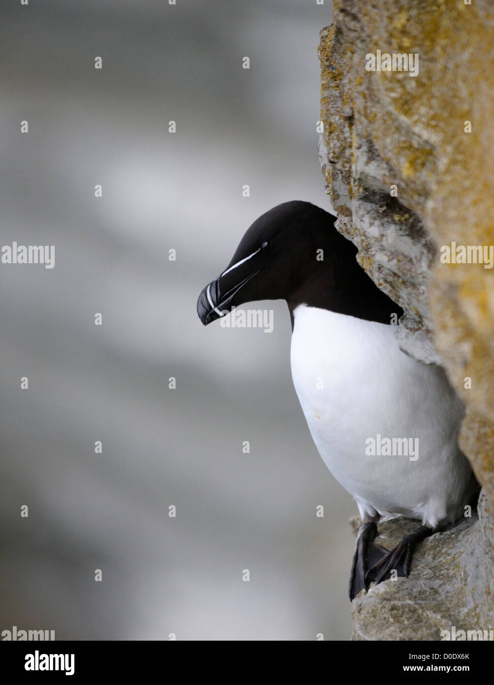 A Razorbill (Alca torda) perches on a cliff ledge at the nesting site ...
