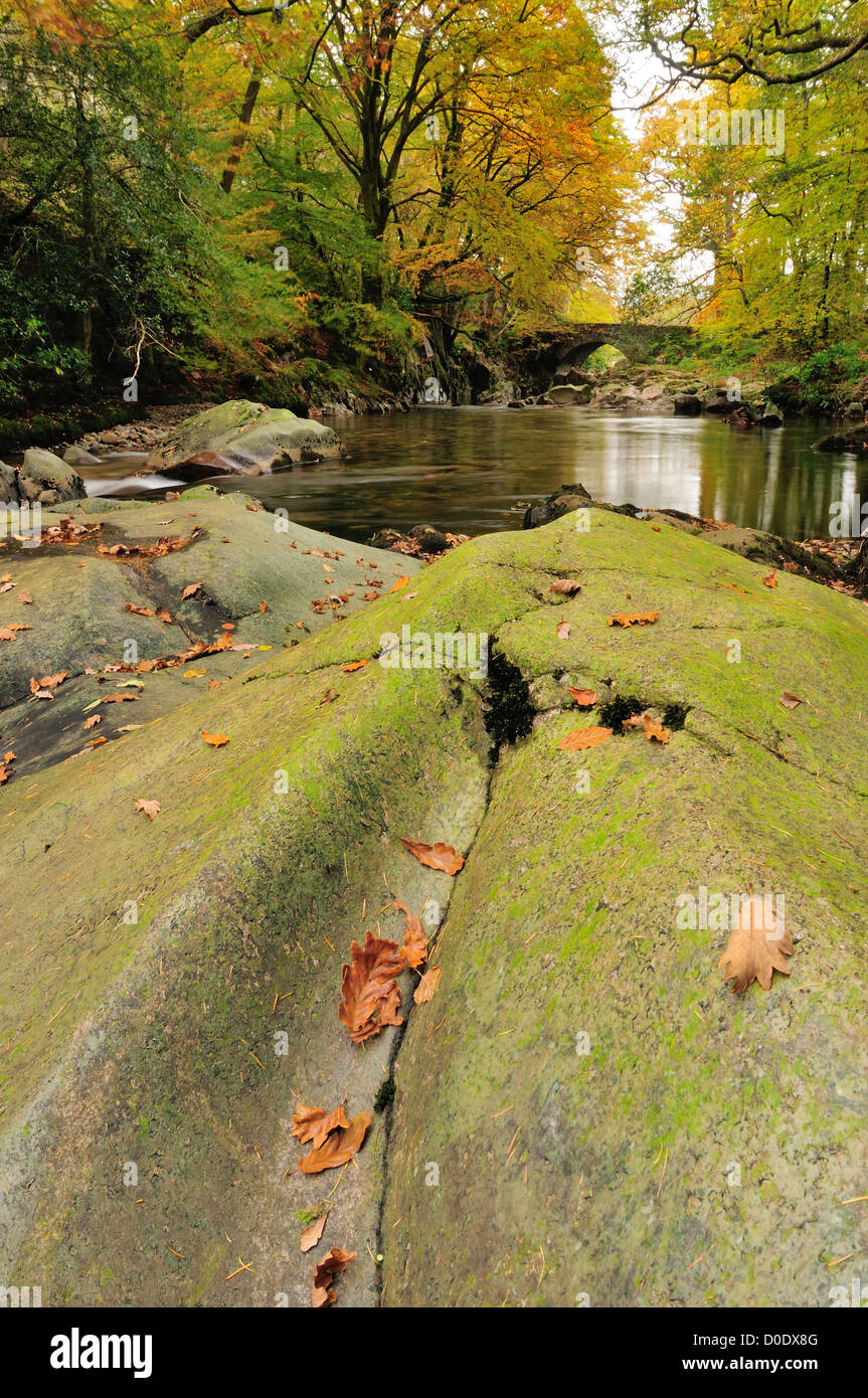 Fallen autumn leaves on rock by the River Esk, with Trough House Bridge ...