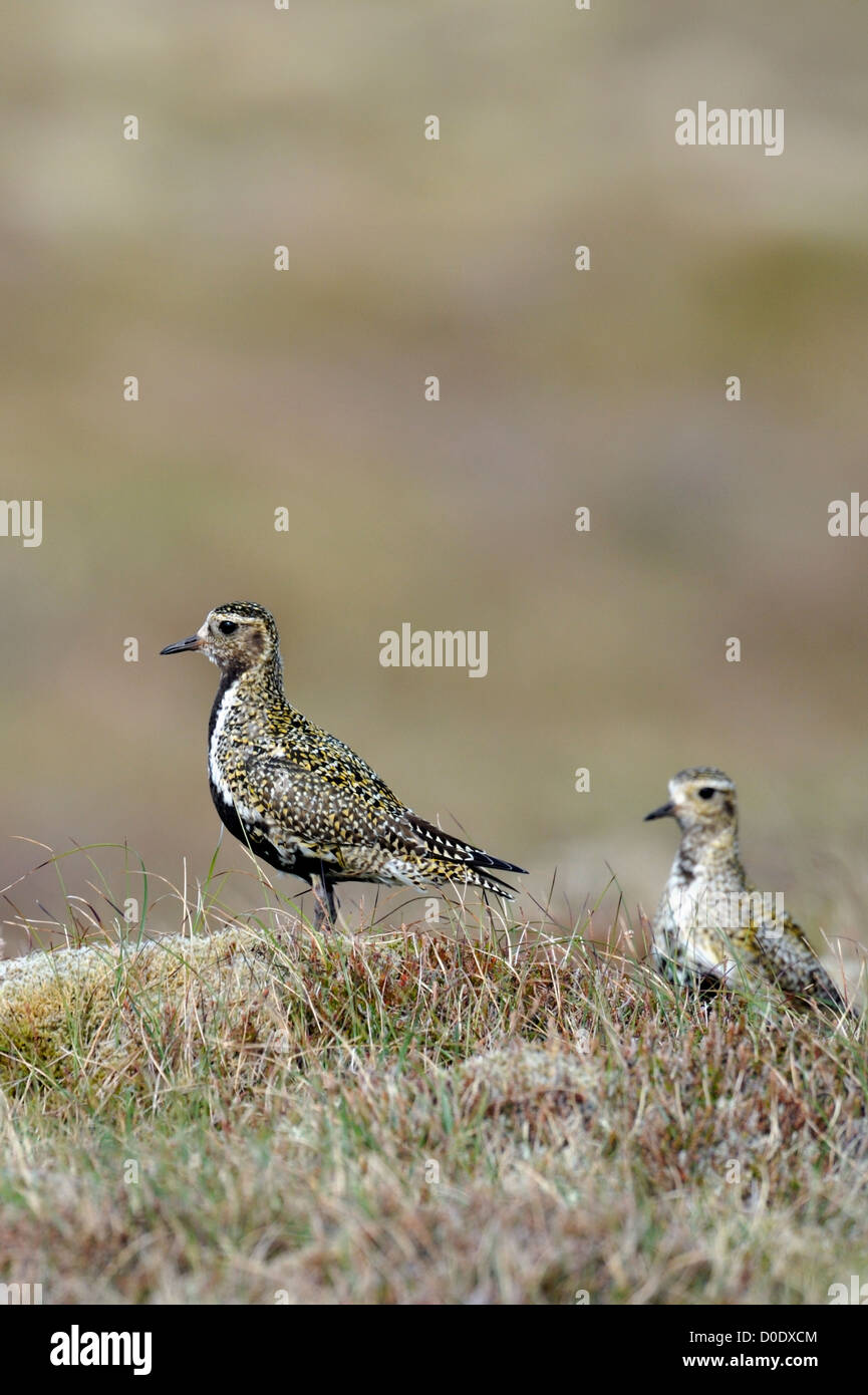 European Golden Plover (Pluvaris apricaria Stock Photo - Alamy