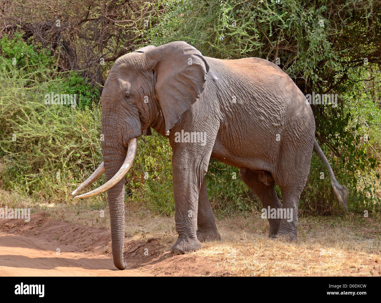 Big Male Elephant crossing the road in Lake Manyara National Park Stock ...