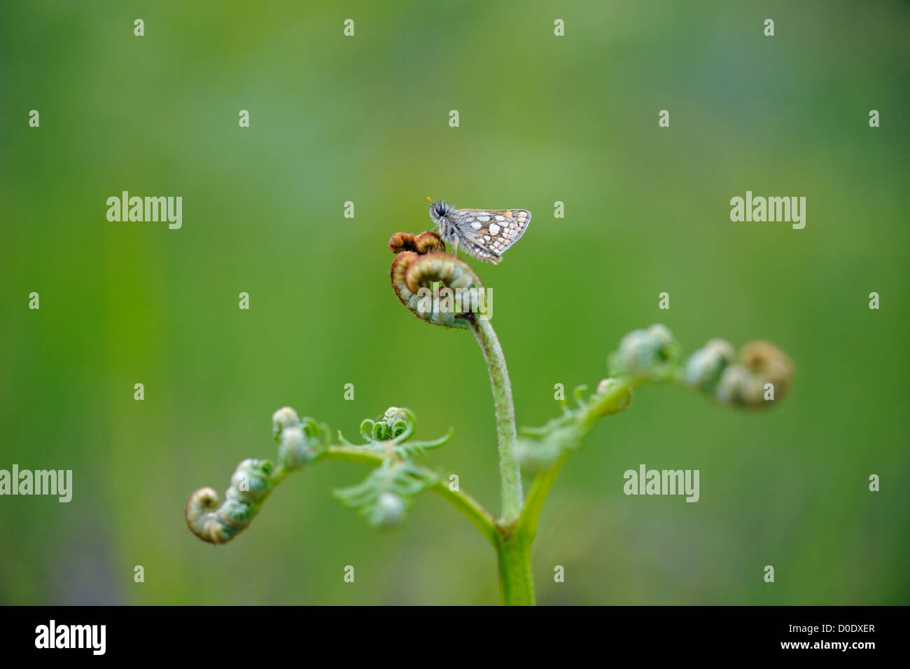 Chequered skipper butterfly (Carterocephalus palaemon Stock Photo - Alamy