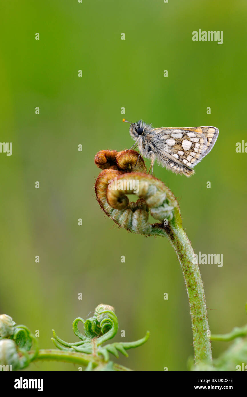 Chequered skipper butterfly (Carterocephalus palaemon Stock Photo - Alamy
